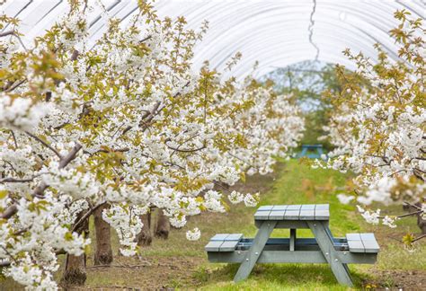 Image result for Flower Spring Fun Activities