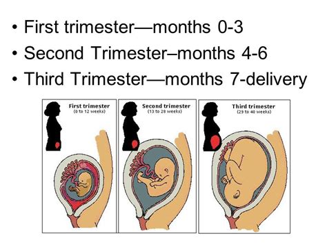 Image result for Second-Trimester Embryo Development