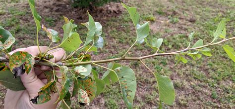 Image result for Pear Tree Trellis Rust