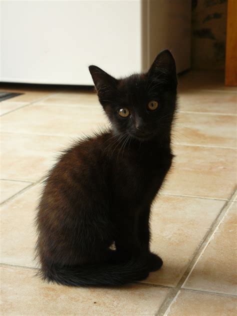Klimt, notre chaton noir (3 mois) ! | Chatons noirs, Bébé chat, Photo ...