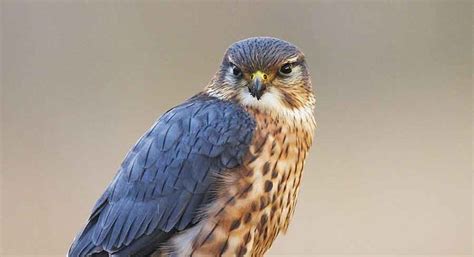 Image result for Merlin Falcon In-Flight