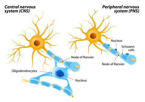 Image result for Central Neuron System