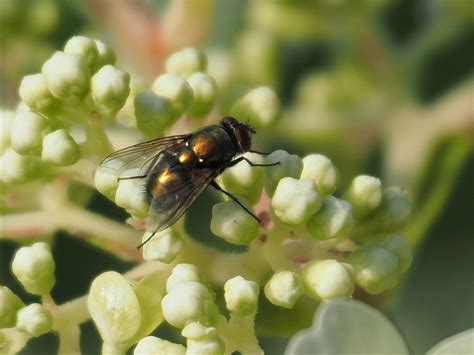 Image result for Fly Front Face