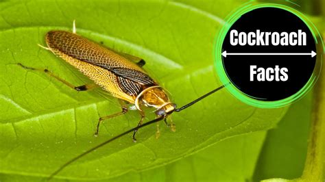 What is the Treatment for Cockroach Bite? A Visual Guide - The ...