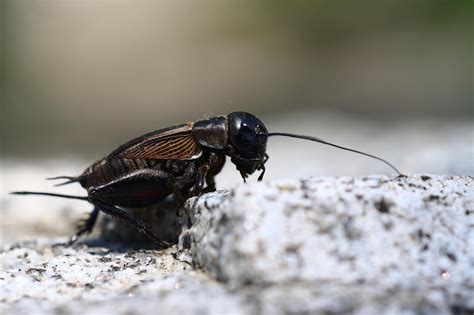 Image result for Cricket Side View Insect