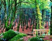Image result for Tree Bench