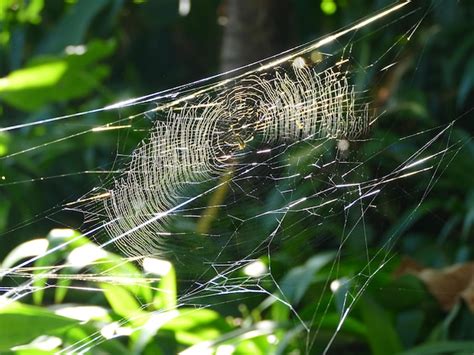 Image result for Time-Lapse Spider Making Web