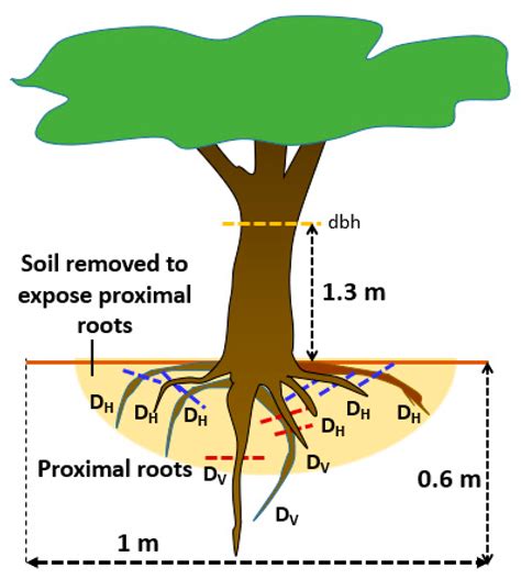 Image result for Tree Root Direction