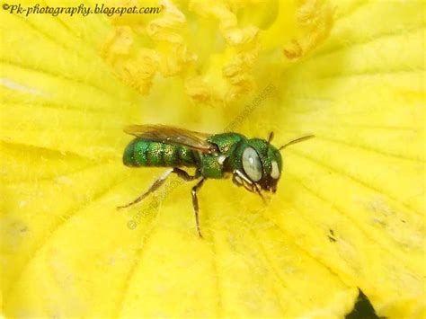 Image result for Types of Insect Pollinators