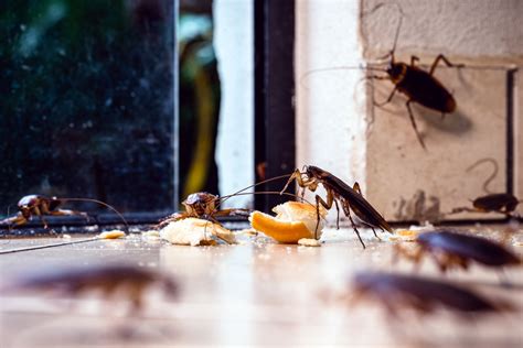 Health Risks of Cockroach Infestations | PestBusters SG