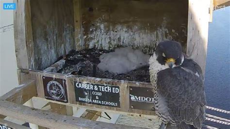 Image result for Falcon Box