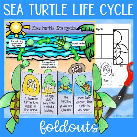 Image result for Turtle Life Cycle