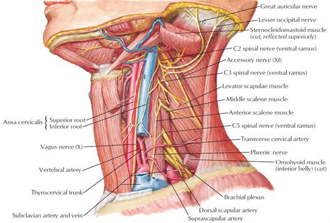 Image result for Types of Neck Dissection