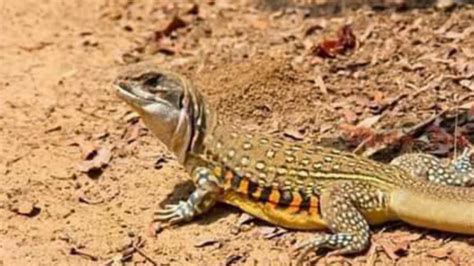 Image result for Simple Lizard Trap