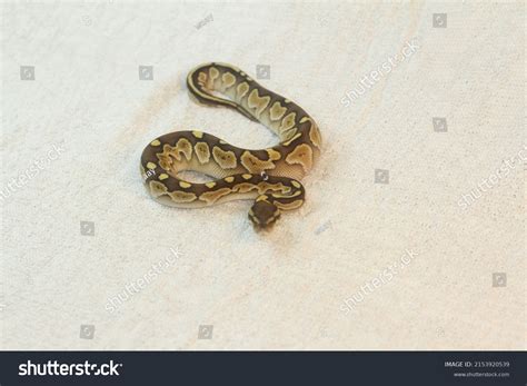Image result for Python Regius Rat