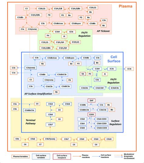 Image result for Complement Pathway Model