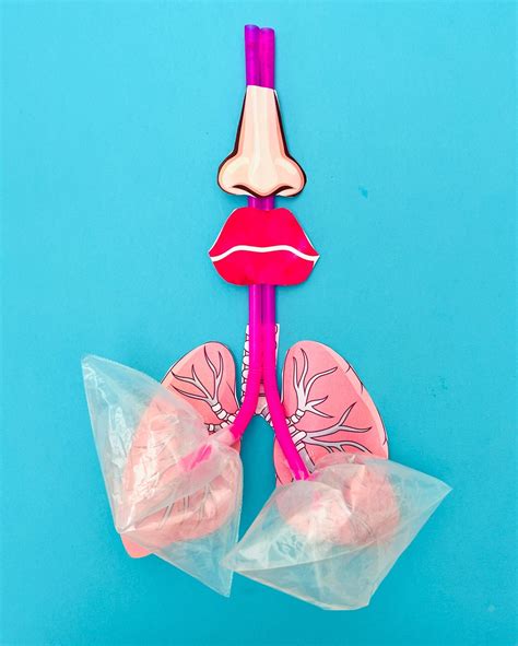 Image result for Simple Lung Model