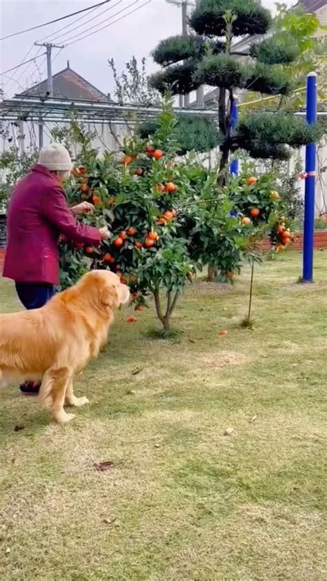 Image result for Exploding Dogs Just for Laughs