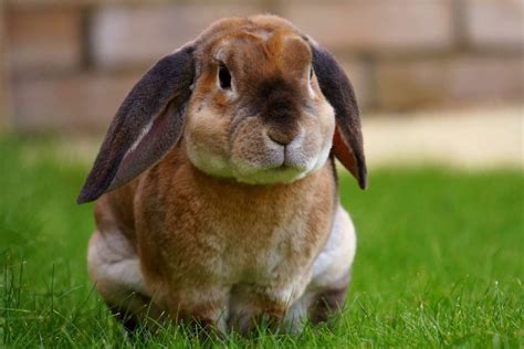 16 Examples of Rabbit Predators (Pictures) - Wildlife Informer