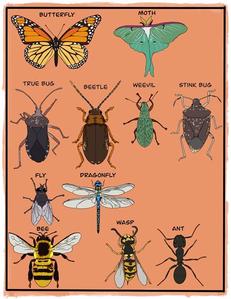 Image result for All Types of Insects