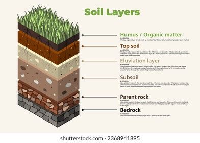 Image result for Humus Soil Layer
