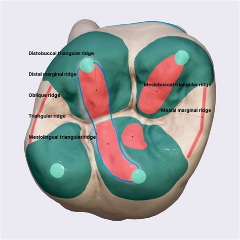 Image result for Maxillary First Molar