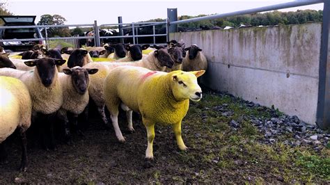 Image result for Sheep Reprogramming