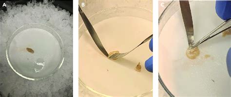 Image result for Mice Brain Dissection