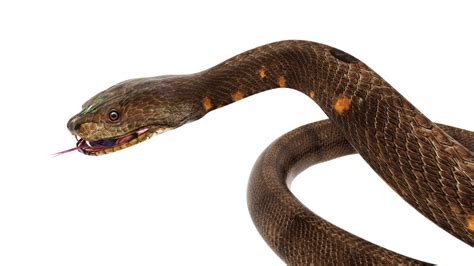 Image result for Python Snake Brown