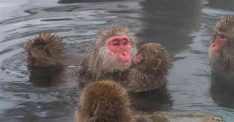 Image result for Macaque Behavior