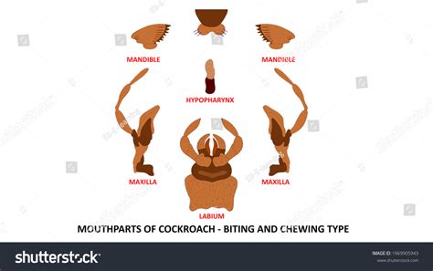 Mouthparts Cockroach Biting Chewing Type Stock Illustration 1969905943 ...