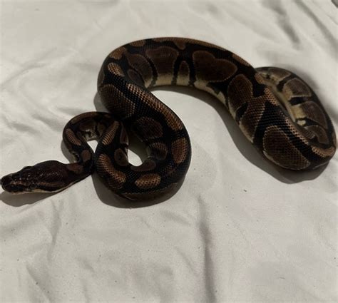 Image result for Regular Ball Python