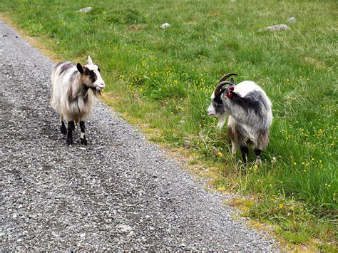 Image result for Goat Arguing