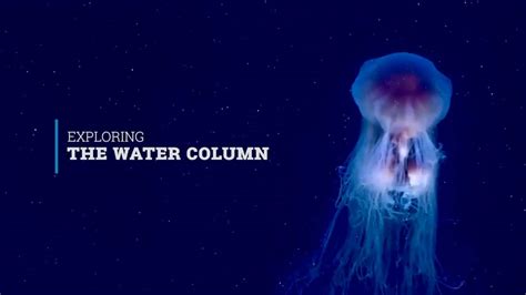 Image result for Water Column Example