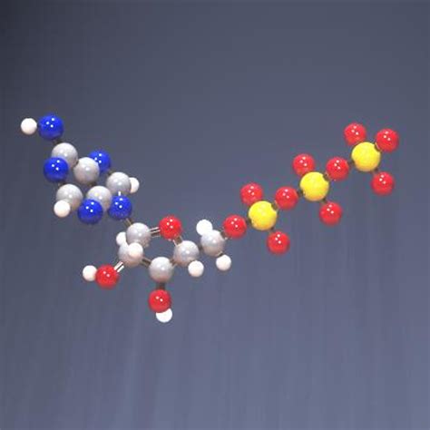 Image result for ATP Molecule Model