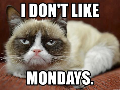 Image result for Grumpy Cat Memes Clean