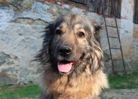 Image result for Normal Heart Rate Dog