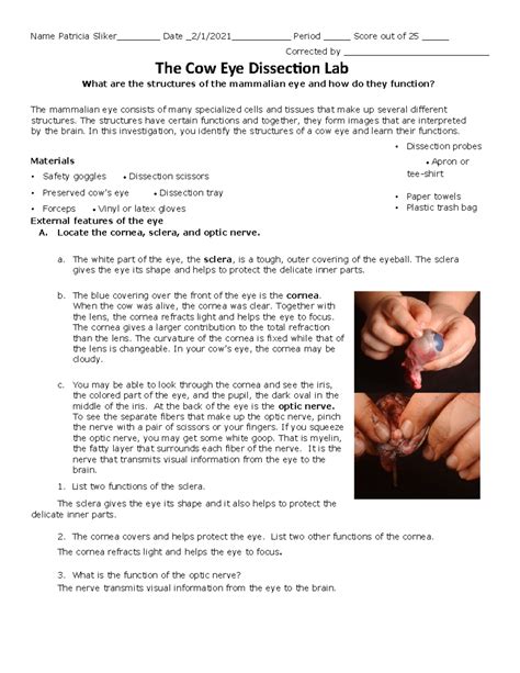 Image result for Cow Eye Dissection