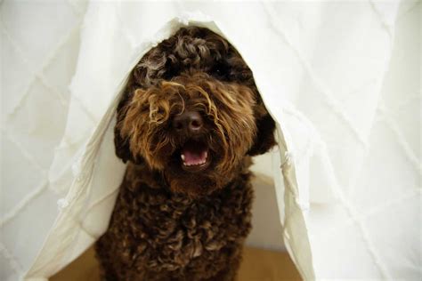 Image result for Cockapoo Tremours
