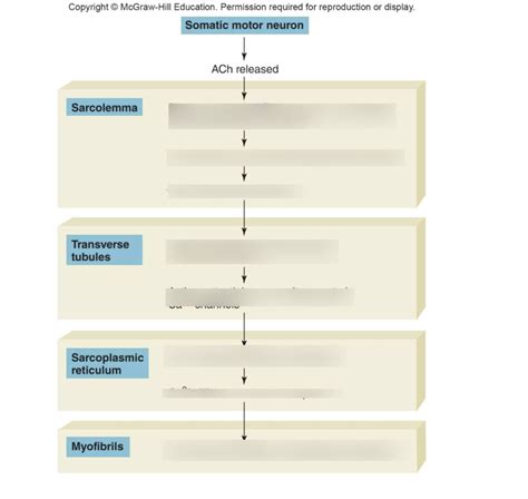 Image result for Excitation Coupling Contraction-Relaxation