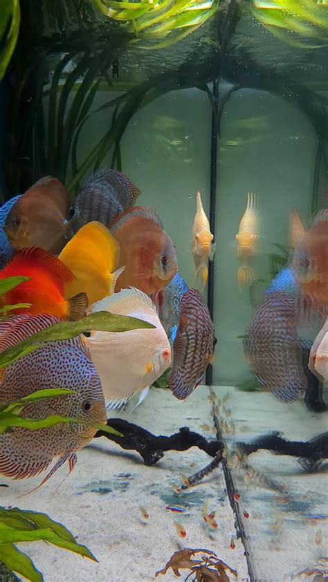 Image result for Discus Fish School