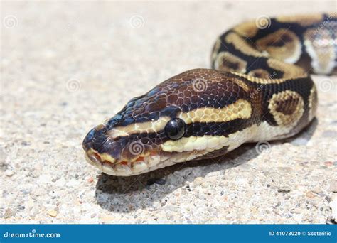 Image result for Python Snake Pet