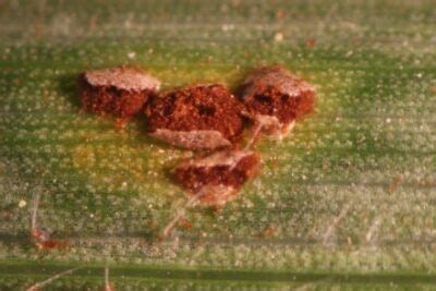 Image result for Common Rust