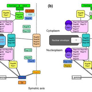 Image result for Model of Nuclear Pore Complex