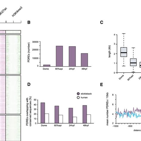 Image result for Distal Control Elements