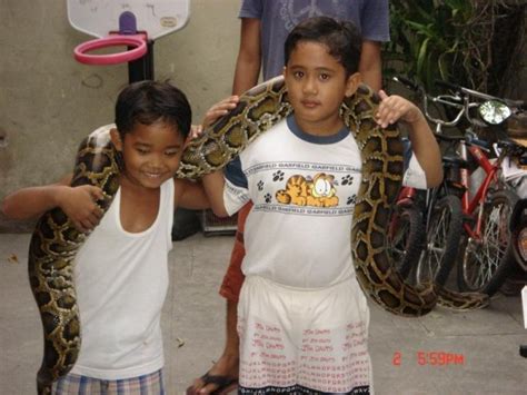 Image result for Python Care Fiche