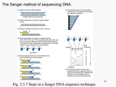 Image result for Sanger Method of Sequencing