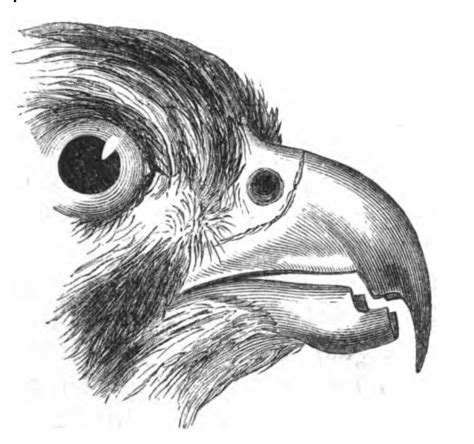 Image result for Hawk Beak Drawing
