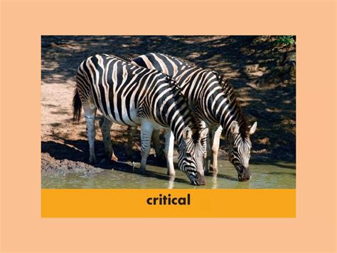 Image result for Exploding Ants No Commentary