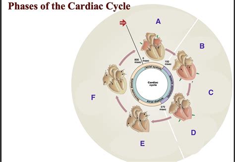 Cardiac Cycle phases Diagram | Quizlet